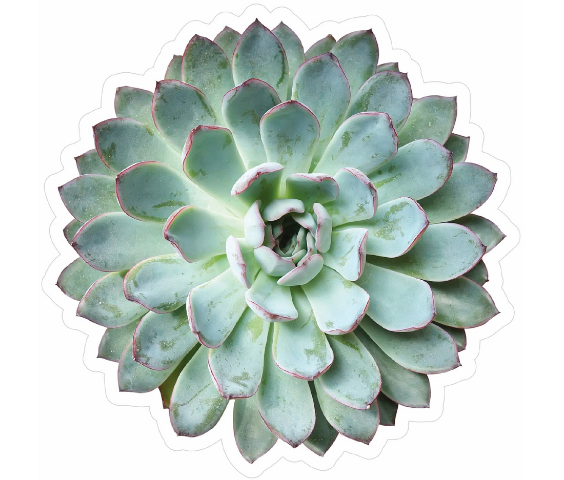 Succulent Cutouts |Floral|Schoolgirl Style