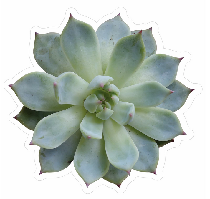 Succulent Cutouts |Floral|Schoolgirl Style