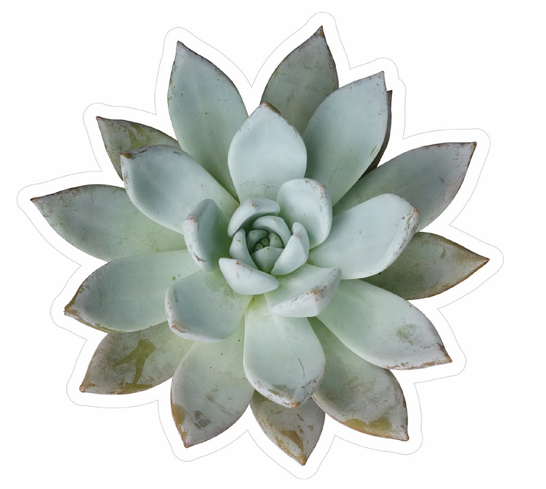 Succulent Cutouts |Floral|Schoolgirl Style