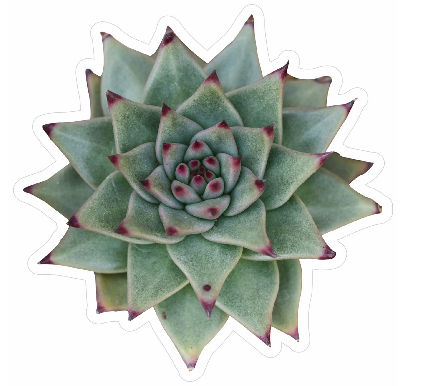Succulent Cutouts |Floral|Schoolgirl Style