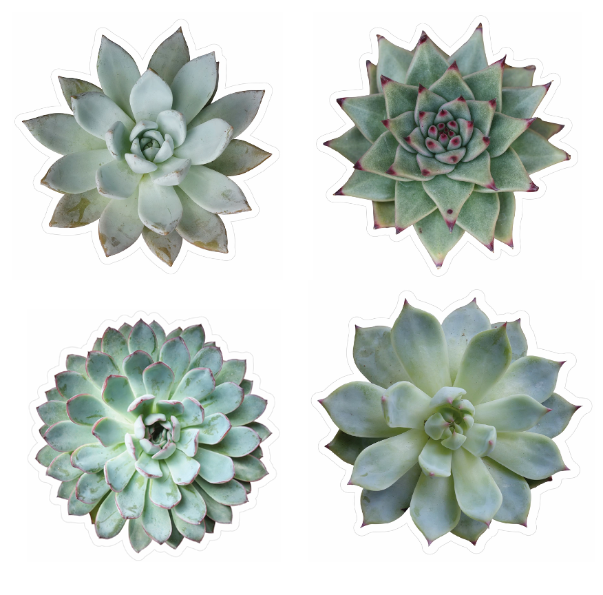 Succulent Cutouts |Floral|Schoolgirl Style